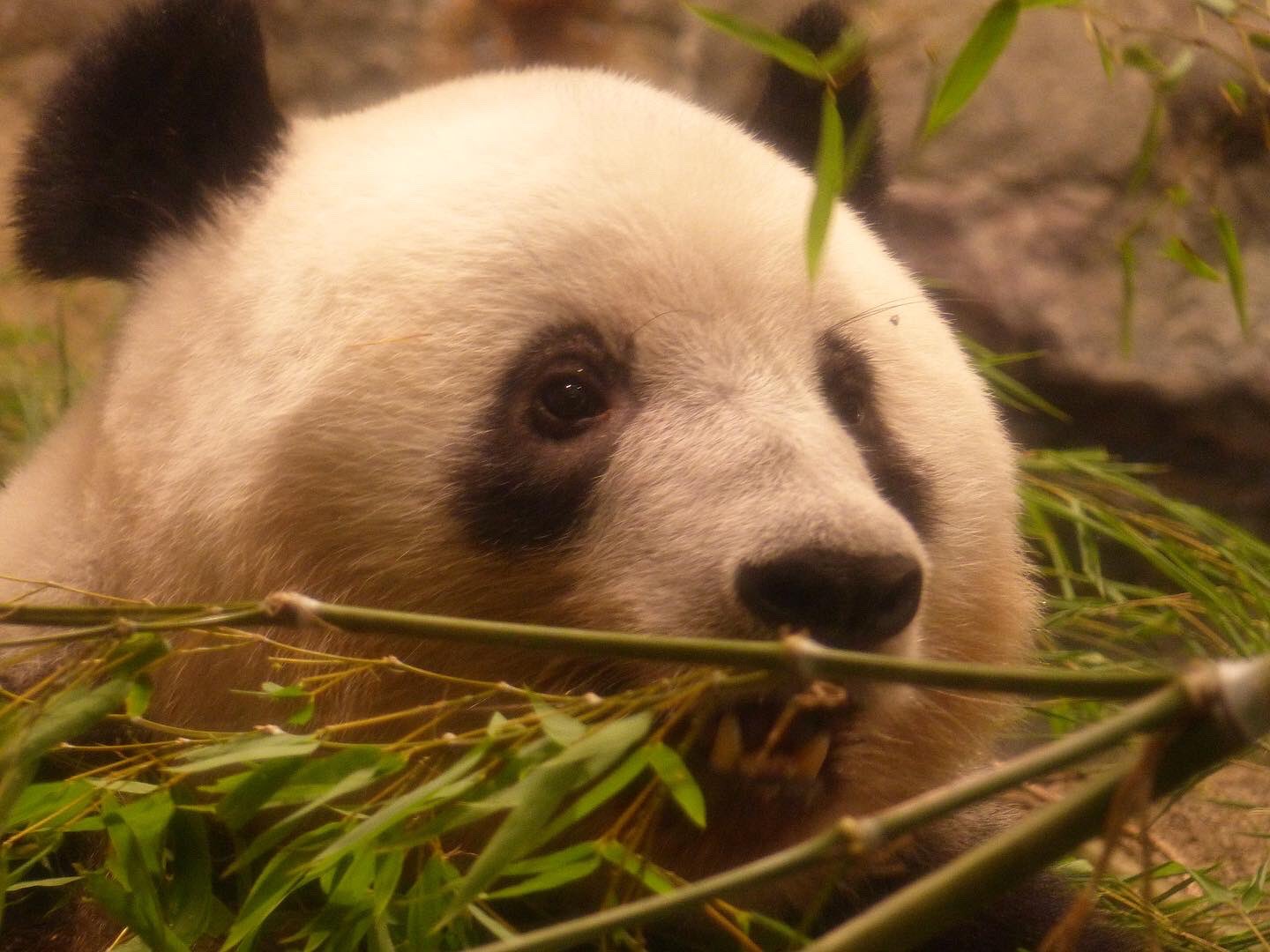 Willとレオ on Twitter: "2022.8.28☔️→⛅️ シャンシャン🐼①15:41 双子パンダのお姉さん🐼 🎋モグモグシャンシャン🐼 #上野動物園 #ジャイアントパンダ #大熊 ...