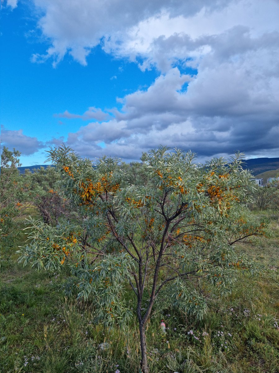 Tumee Naidandorj On Twitter Цэцэрлэгт хүрээлэнгийн баруун хэсэгт чацарганы мод тарьж Гадаадад