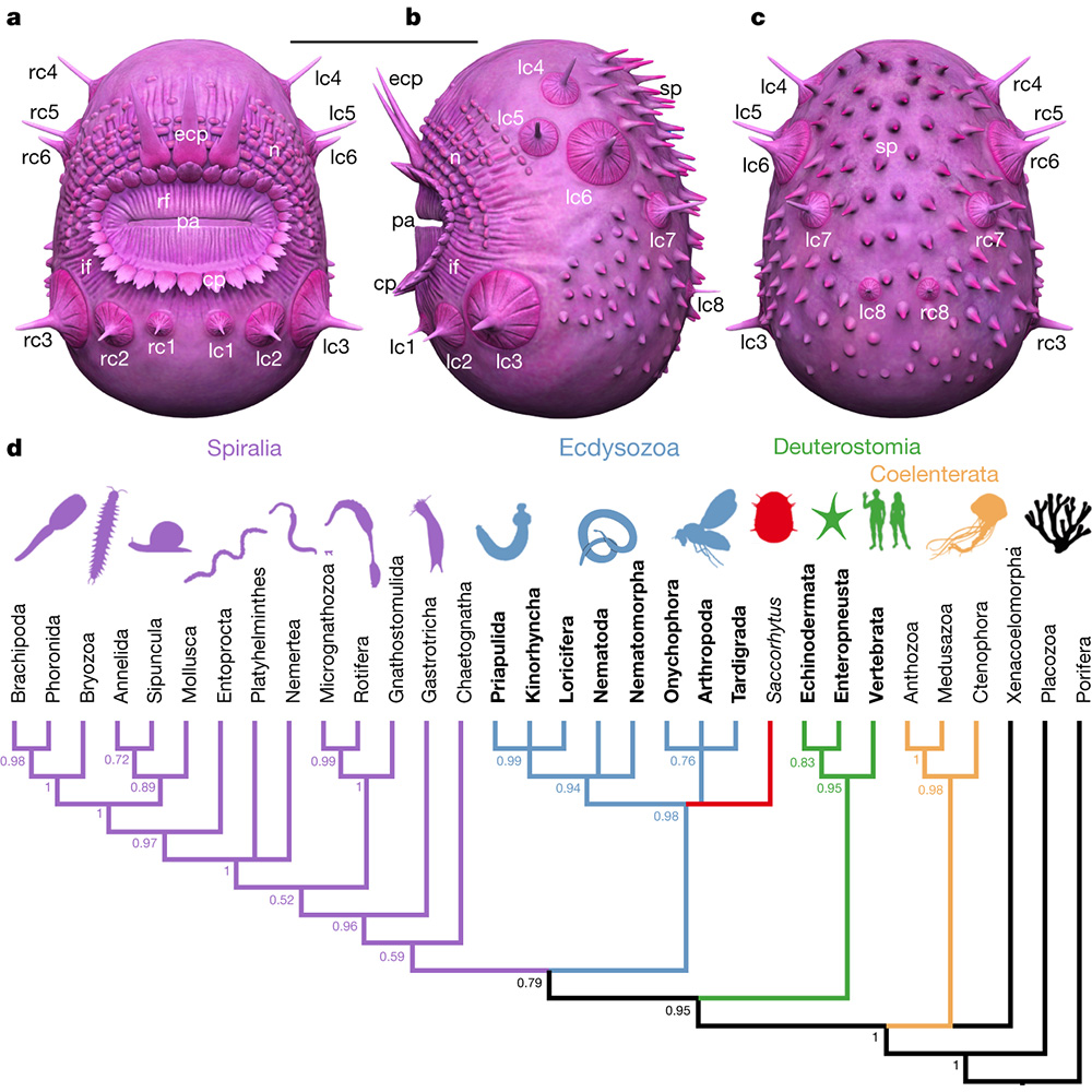 Azalush "森あざらし" on Twitter: "RT @NaturePortfolio: Saccorhytus coronarius – a Cambrian ...