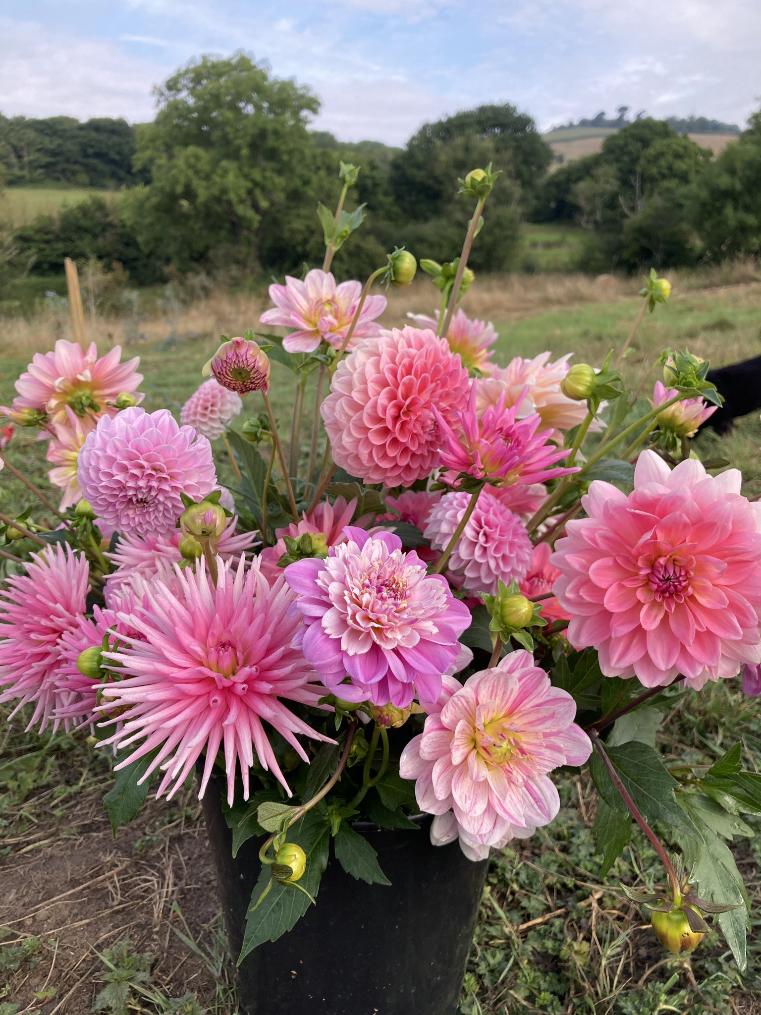 Dorset Dahlias (@DorsetDahlias) / Twitter