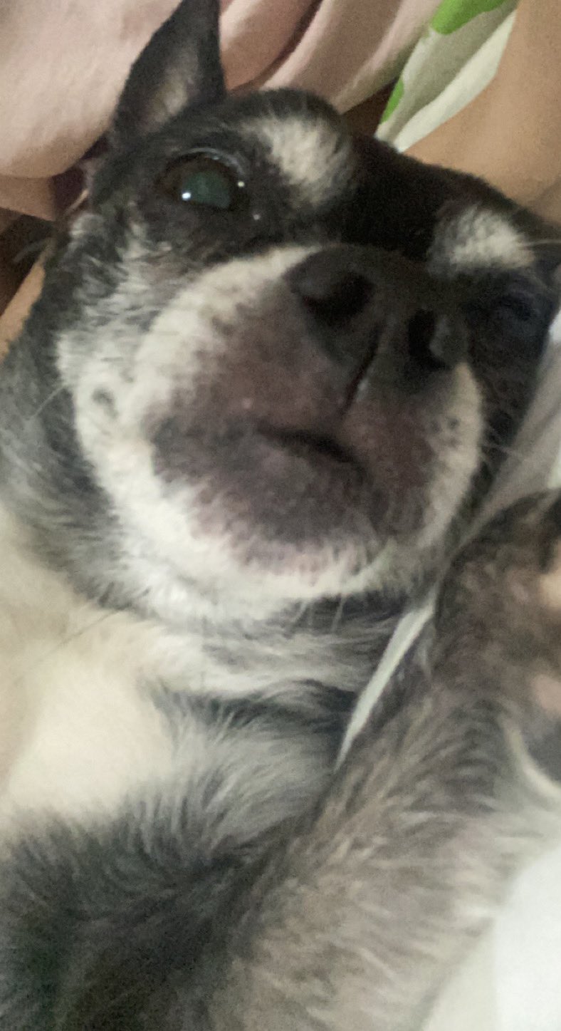 PEPON on Twitter: "@chinchila010 His name is stewie and he will bite your ankles https://t.co ...