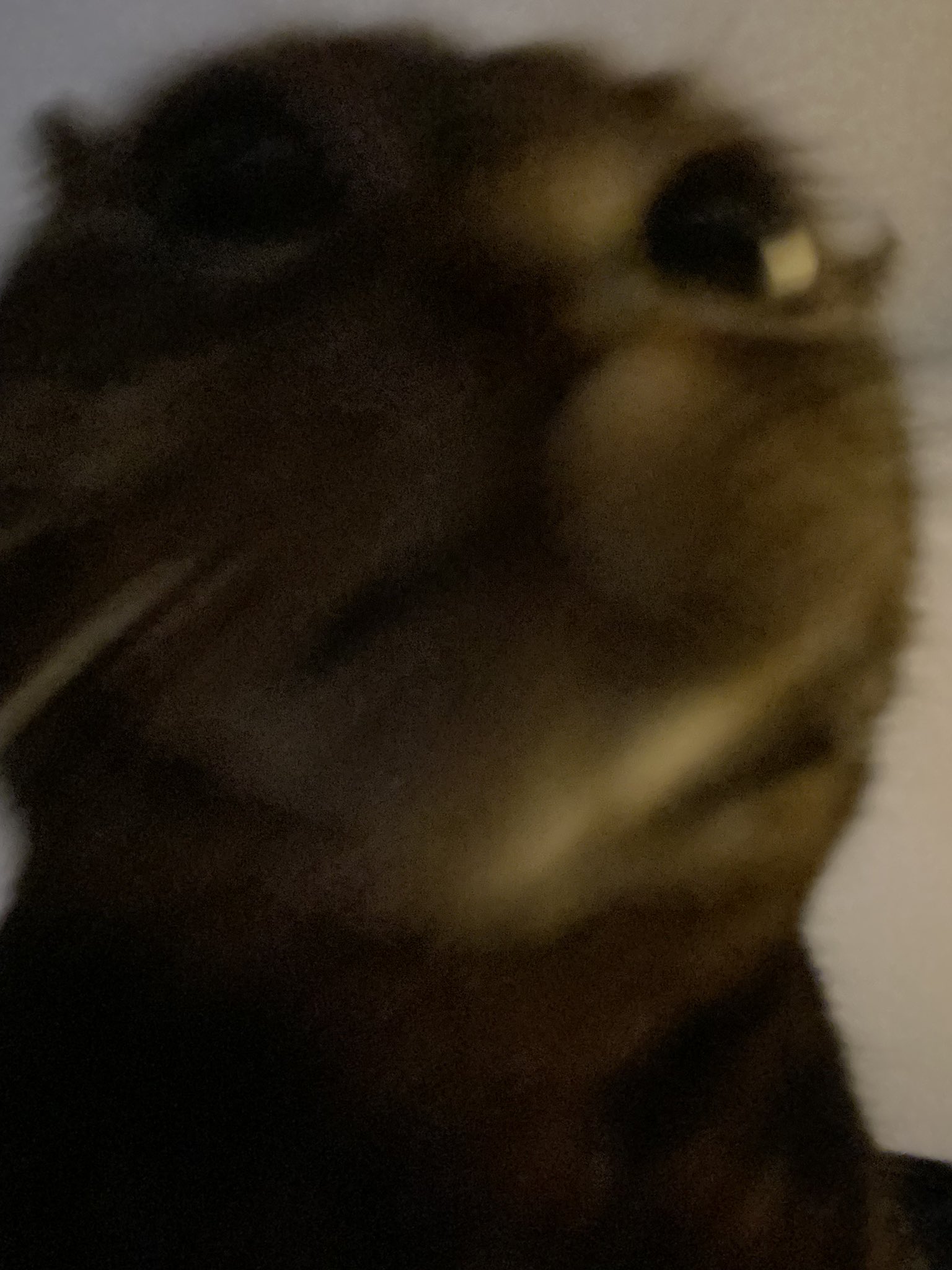 Sylvee 🎀 on Twitter: "I showed you my catnip banana pls respond https://t.co/4GtnOrmamZ" / Twitter