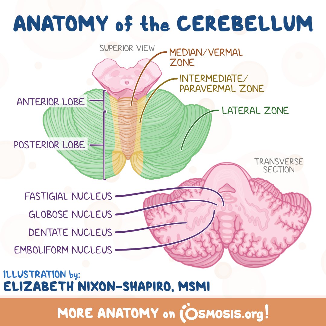 Cerebellum Anatomy Vermis