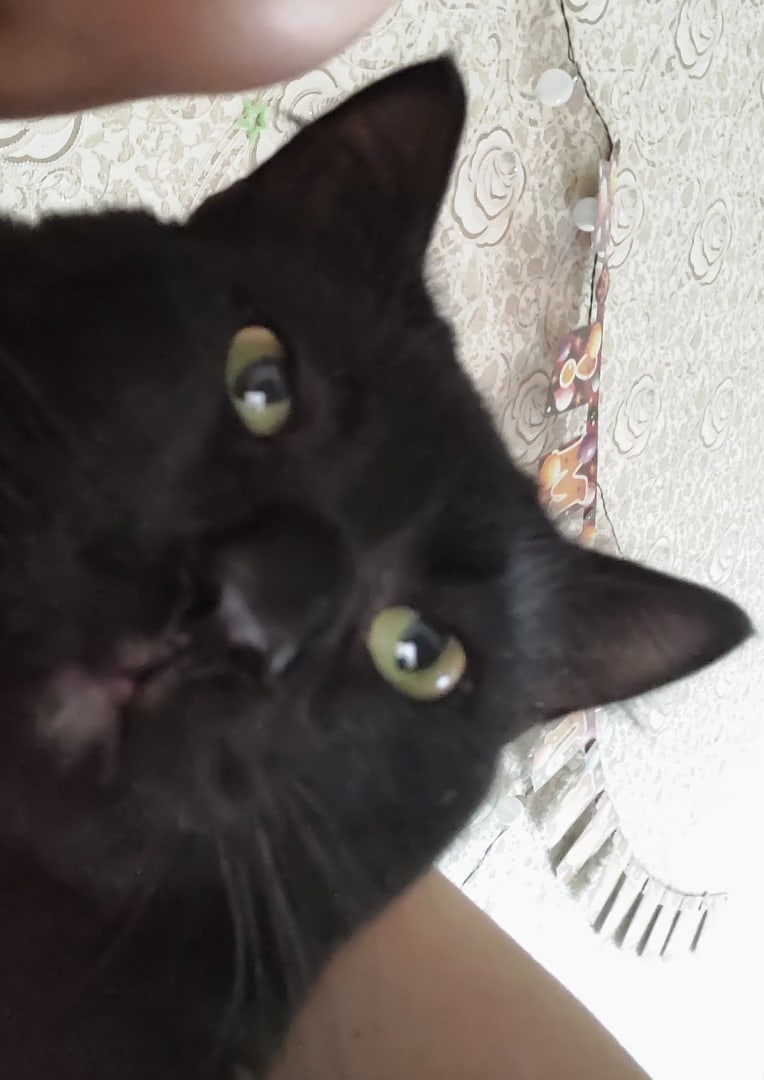 Awww on Twitter: "My cat looks like the cat from the meme # https://t.co/UcQVoyXtGb" / Twitter