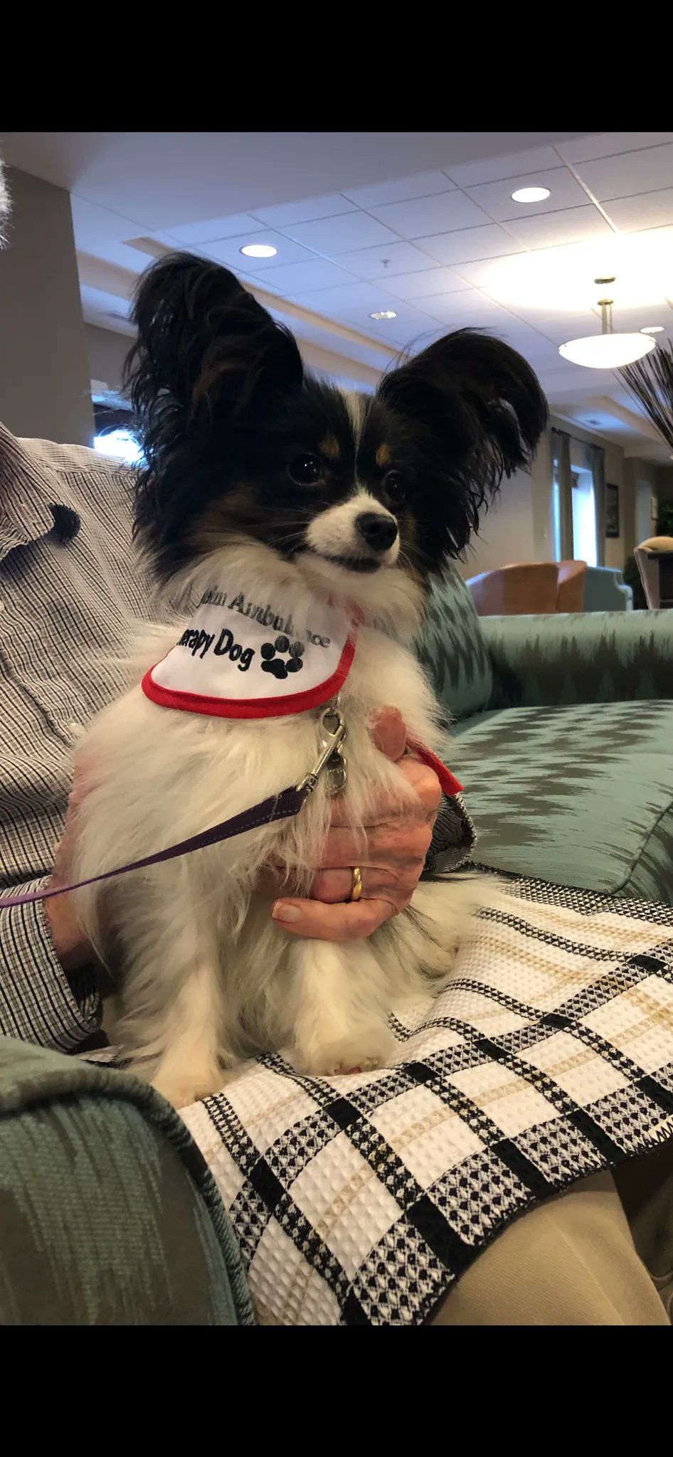 Do Papillons Make Good Therapy Dogs