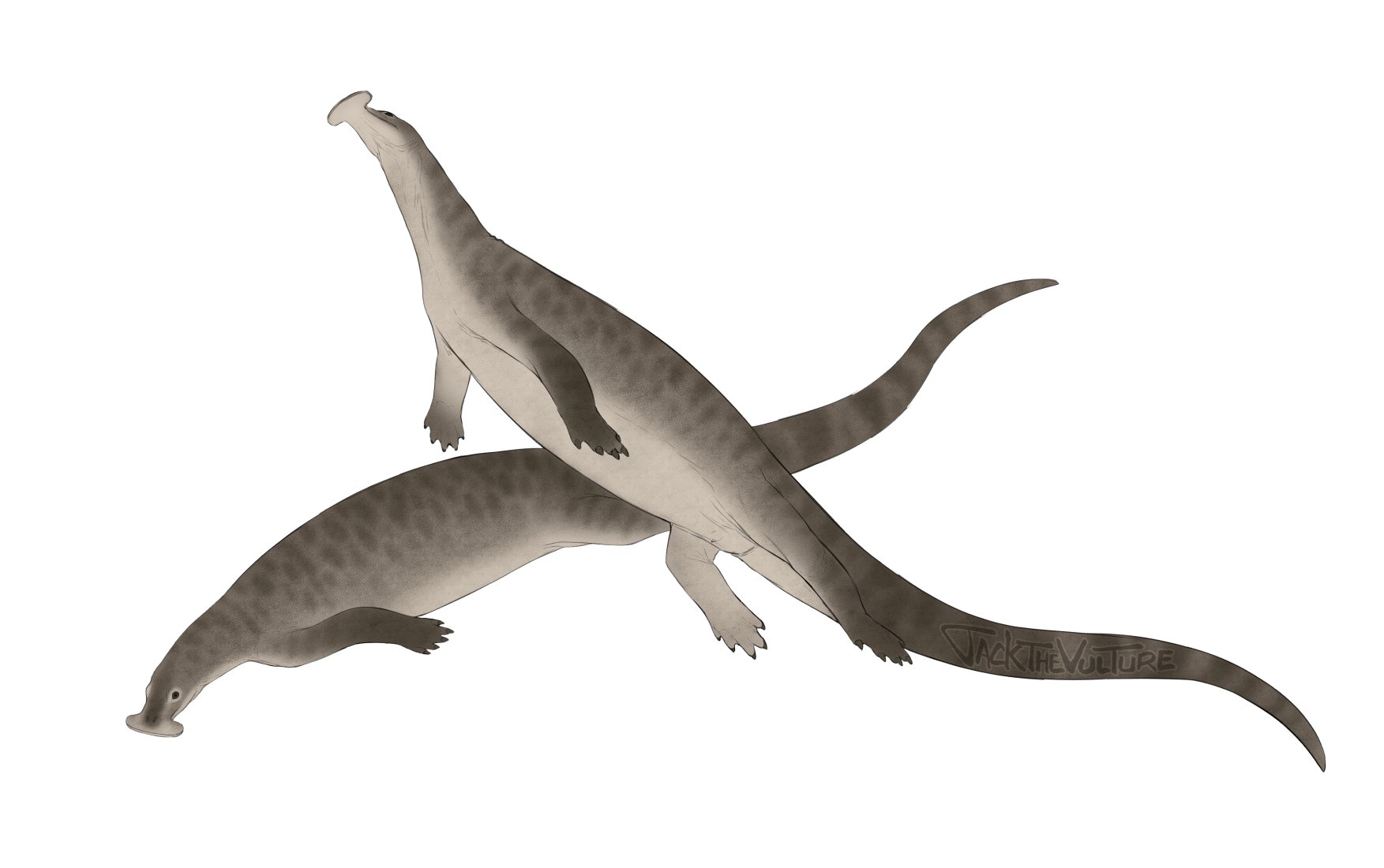 Mesosaurus Drawing