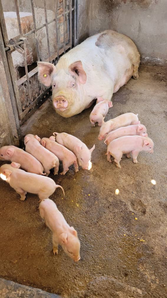 Here are the figures for the most lucrative project in Zim 🇿🇼 🇿🇼 A ...