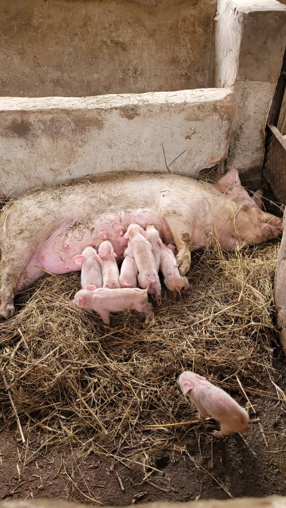 Here are the figures for the most lucrative project in Zim 🇿🇼 🇿🇼 A ...