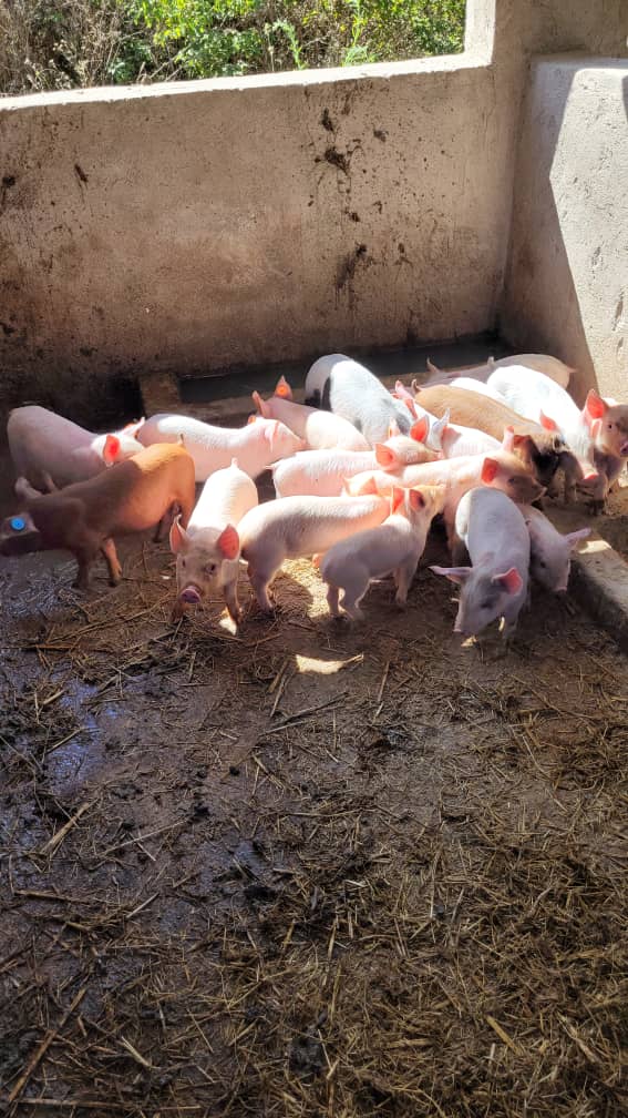 Here are the figures for the most lucrative project in Zim 🇿🇼 🇿🇼 A ...