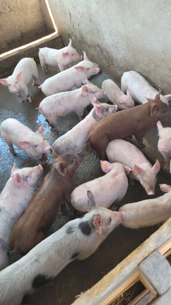 Here are the figures for the most lucrative project in Zim 🇿🇼 🇿🇼 A ...