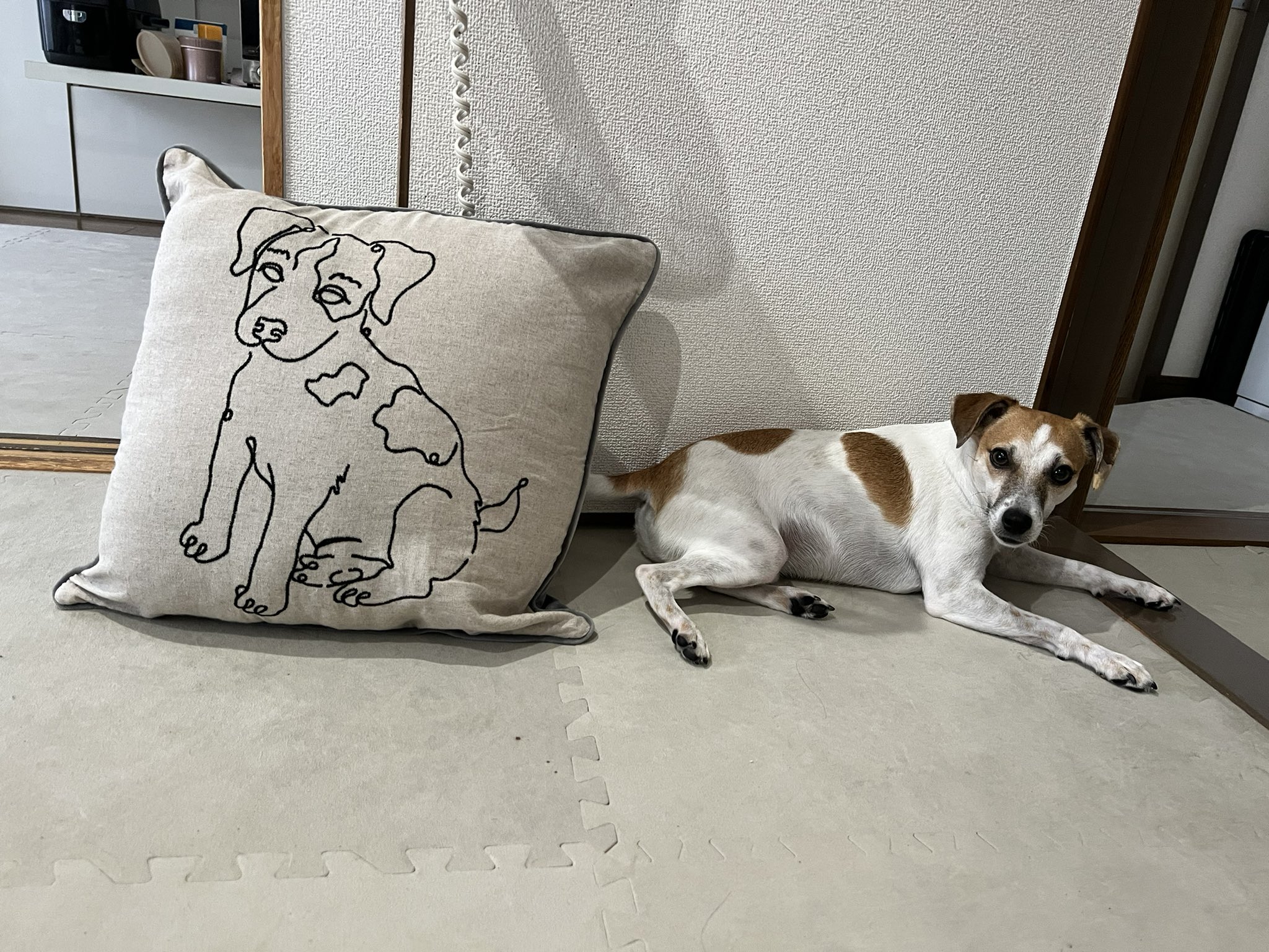 NITORI (@NitoriOfficial) / Twitter