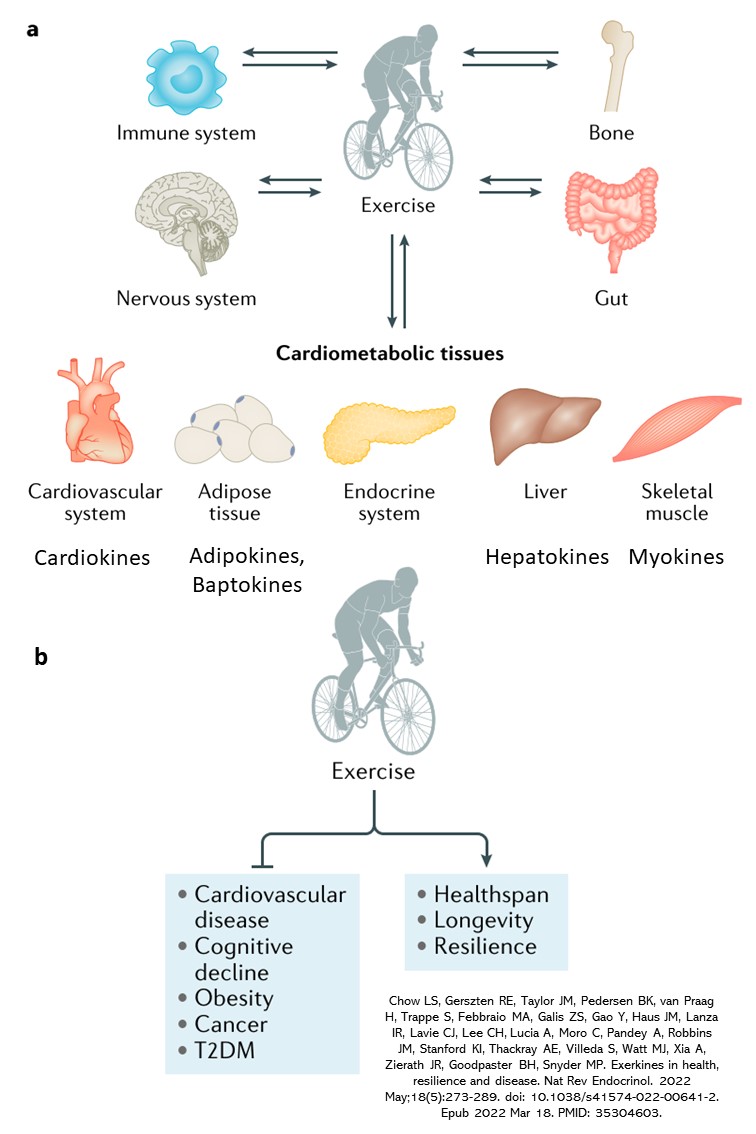 Physio Meets Science on Twitter: "Take your Exerkines! 💊💊💊💊 🏋‍♂🚴‍♂🏋🏃‍♂ https://t.co/lt1IKh5ZNk ...