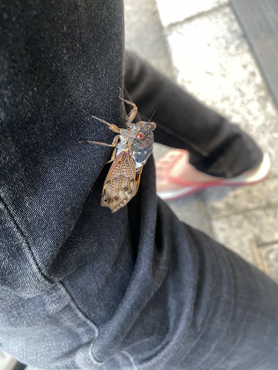 小高 芳太朗 On Twitter 山下君と事務所からチャリで帰ってたら蝉がズボンに止まって離れないで、結局家までついてきちゃった 大冒険だったね〜