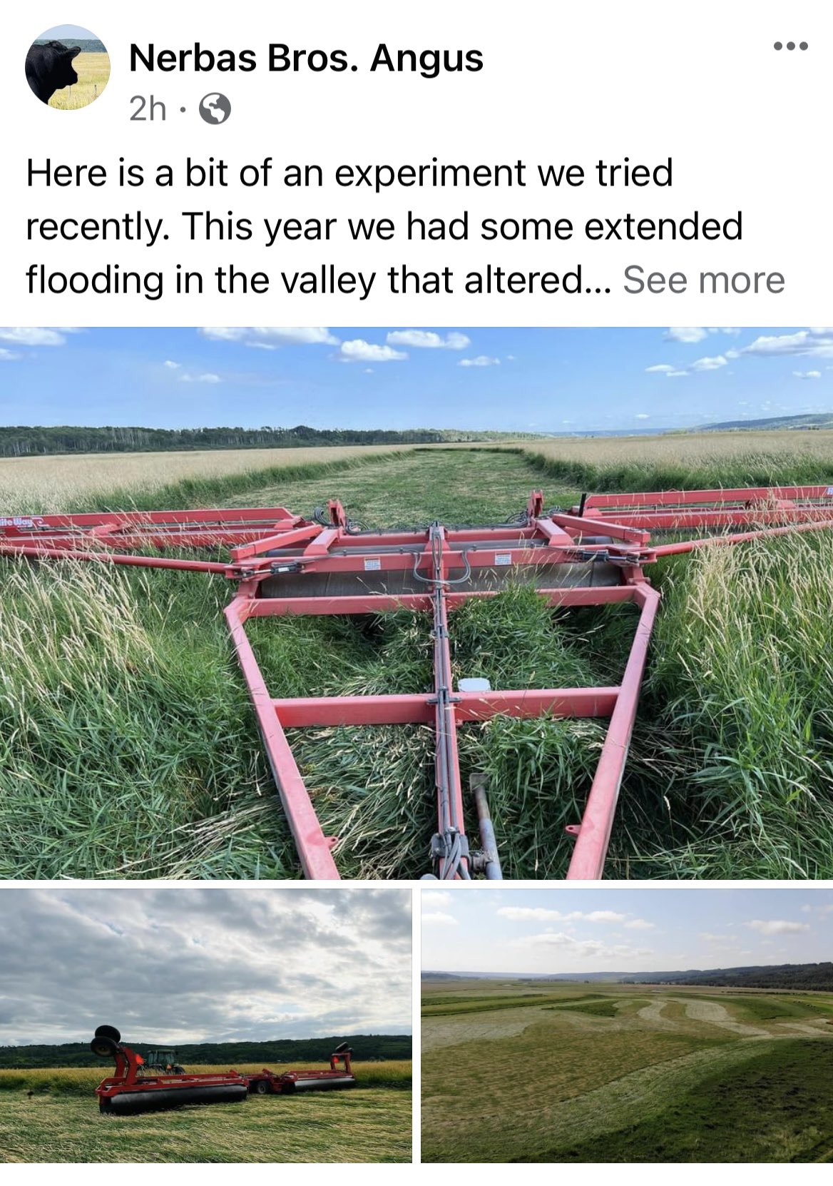 Nerbas Bros. Angus on Twitter: "Anyone else roll their grass? 🤔 https://t.co/m5aa0JyCiy" / Twitter