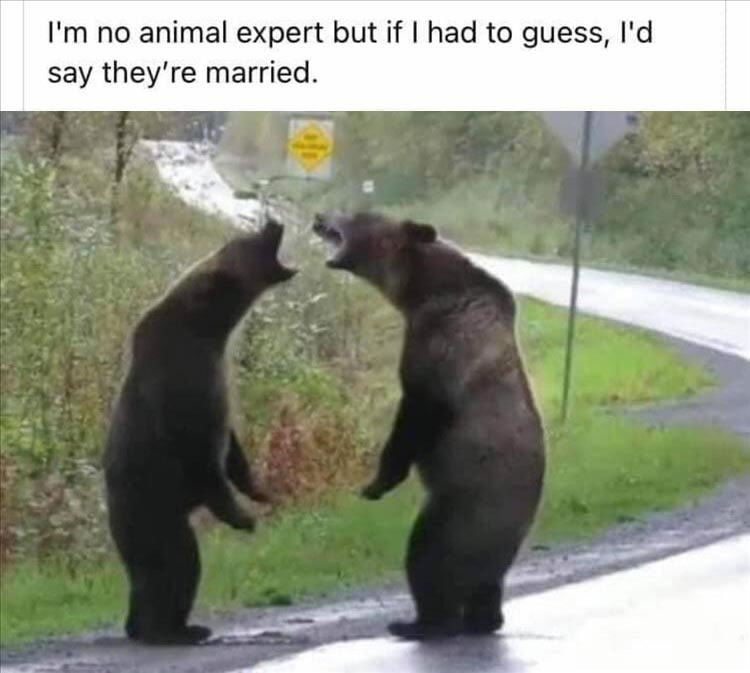 Bear Meme