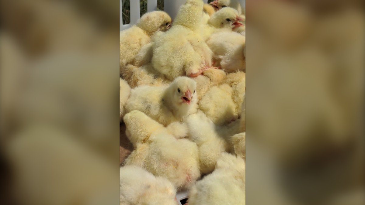 On-ramp to QEW shut down after hundreds of baby chicks fall from back ...