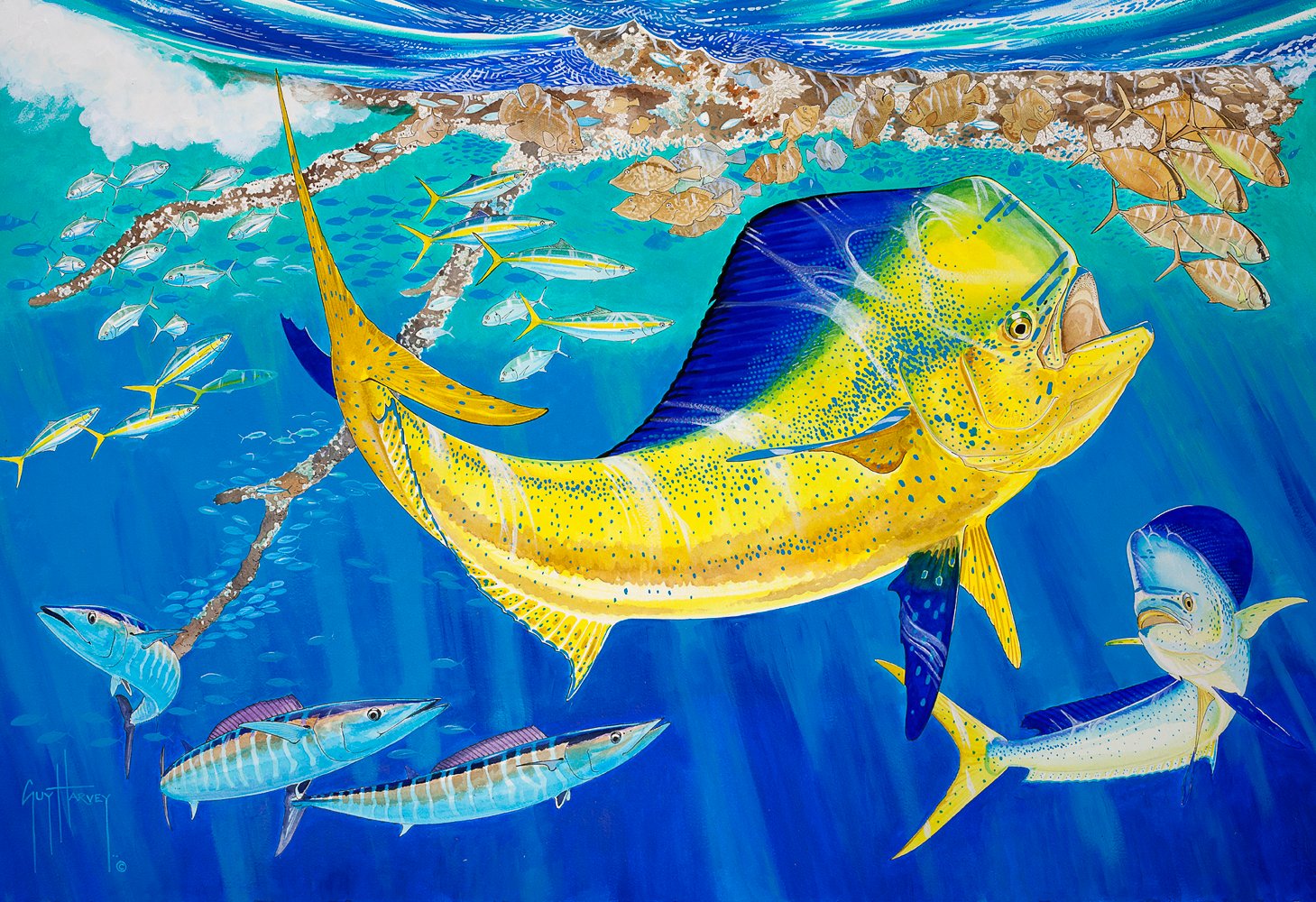Mahi Mahi Guy Harvey Wallpaper