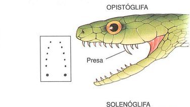 No grupo das serpentes temos 4 tipos de dentições diferentes. Cada uma ...