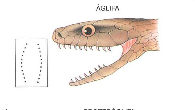 No grupo das serpentes temos 4 tipos de dentições diferentes. Cada uma ...