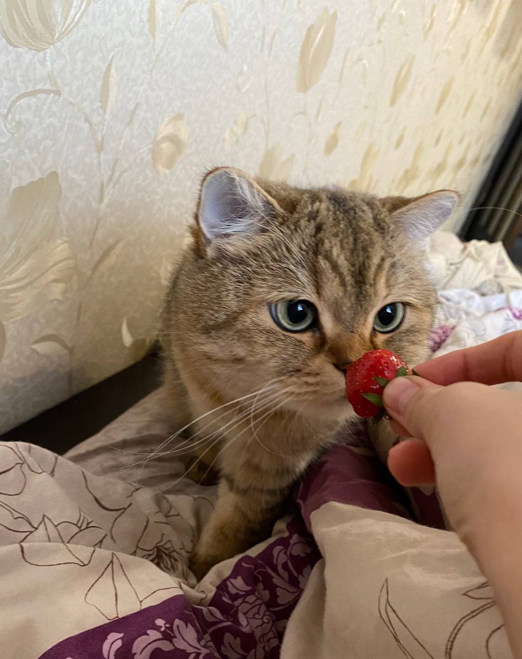 Walken - PUBLIC BETA is Live! on Twitter: "Got some Mysberries for my CAThlete 😺 https://t.co ...