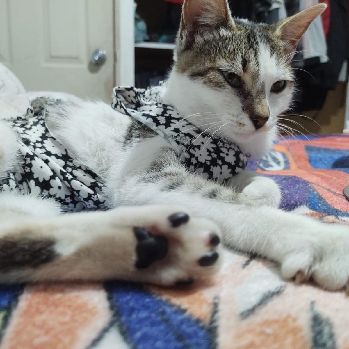 AnimalesCDMX on Twitter: "Esta michita continúa en #AdopciónResponsable u #HT @Lacasadeazul ...