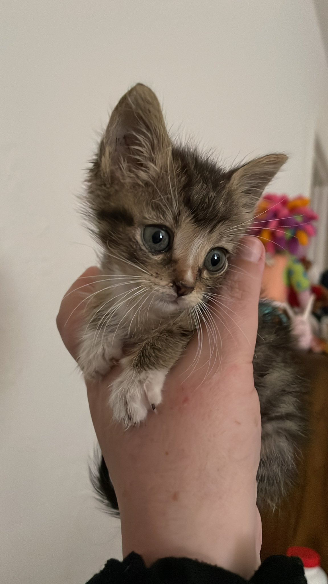 pippin is a preferential eater on Twitter: "is this… Bitty cousin? https://t.co/38Uv1W0xIY ...