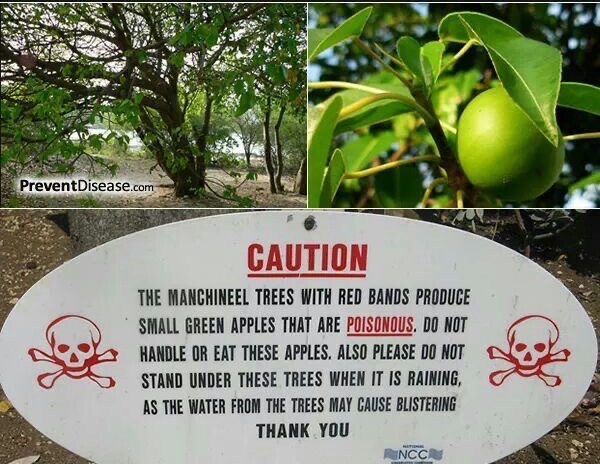 What does the MOST POISONOUS TREE in the WORLD have to do with ...