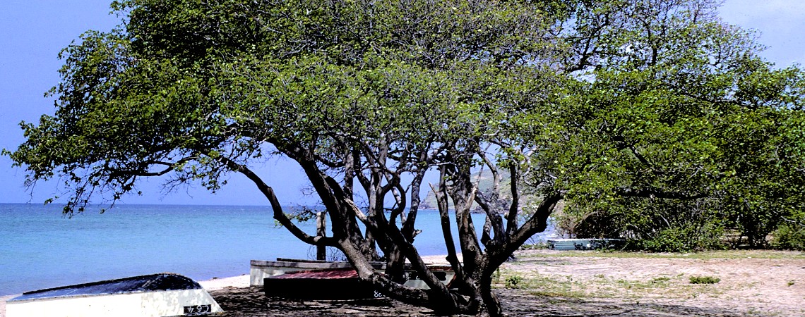 What does the MOST POISONOUS TREE in the WORLD have to do with ...