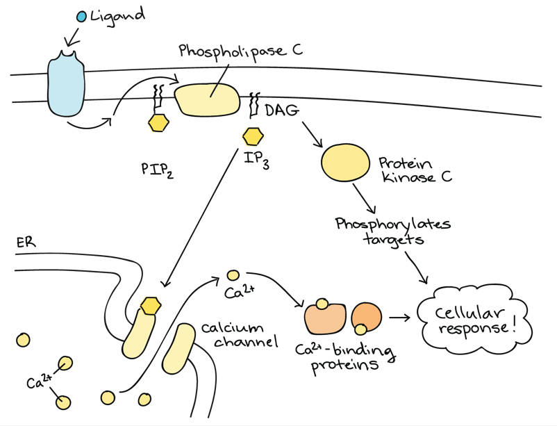 What does the MOST POISONOUS TREE in the WORLD have to do with ...