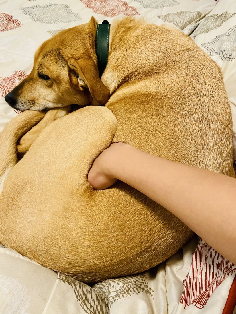 リンちゃんゼルちゃん on Twitter: "@siroyagishugo 私は大きな幸せを感じております https://t.co/1uuP6c5mDs" / Twitter