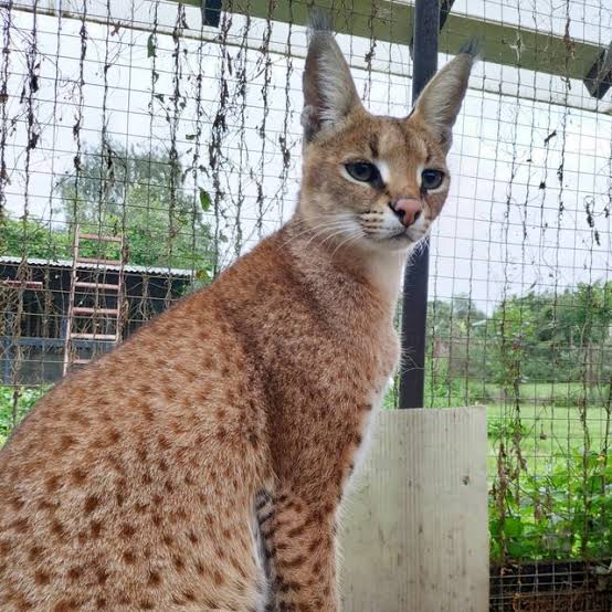 Caracal Cat Hybrid