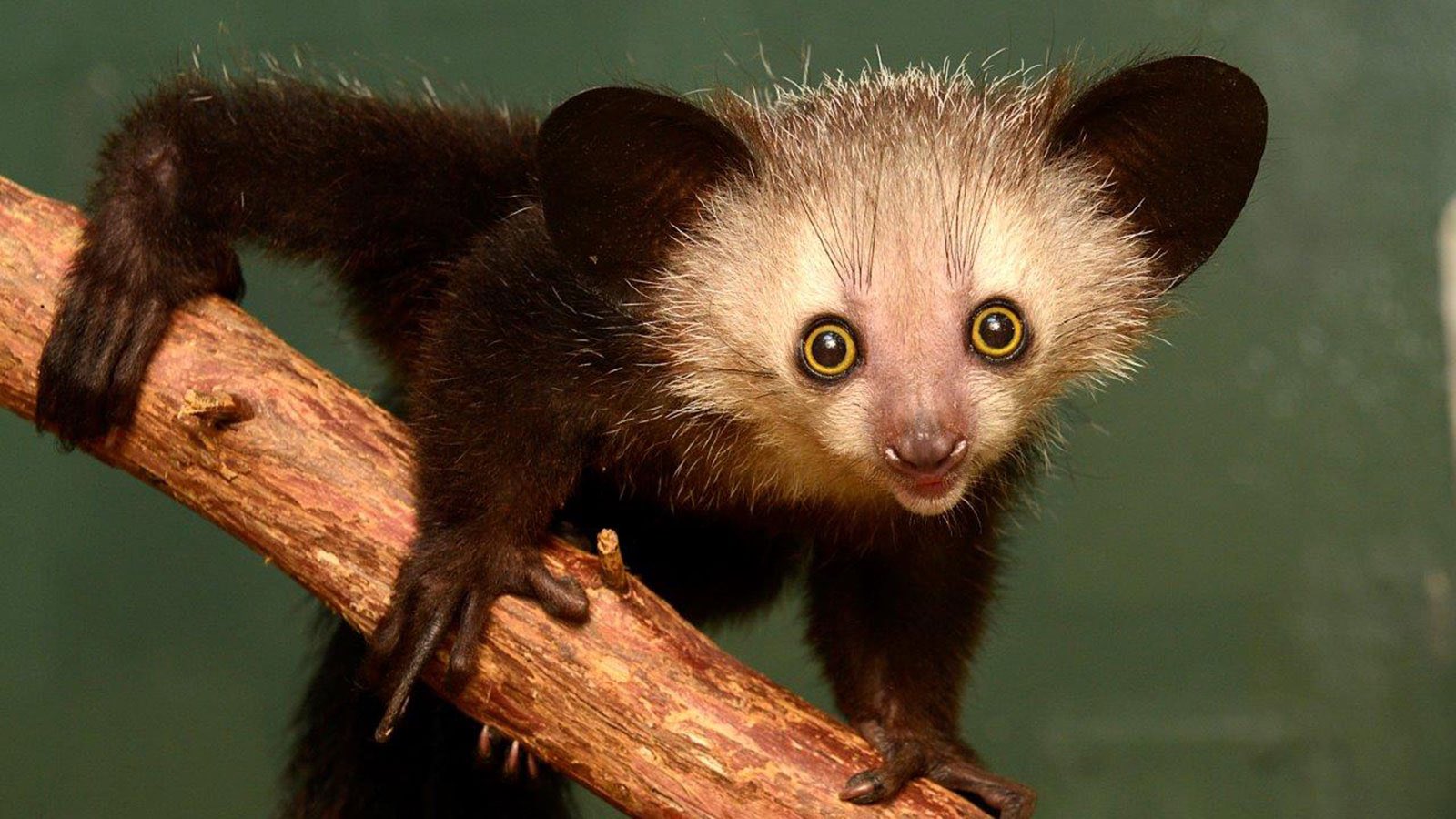 SoulSilverArt on Twitter: "AAHHHH here’s the name! Confirming it’s an aye-aye! SO PLEASE people ...