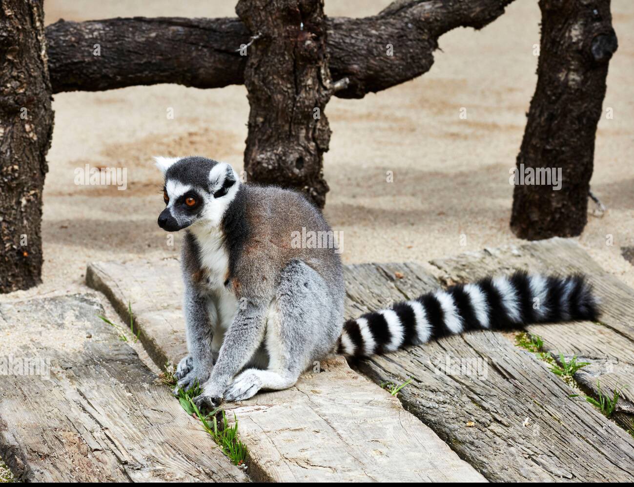 SoulSilverArt on Twitter: "AAHHHH here’s the name! Confirming it’s an aye-aye! SO PLEASE people ...