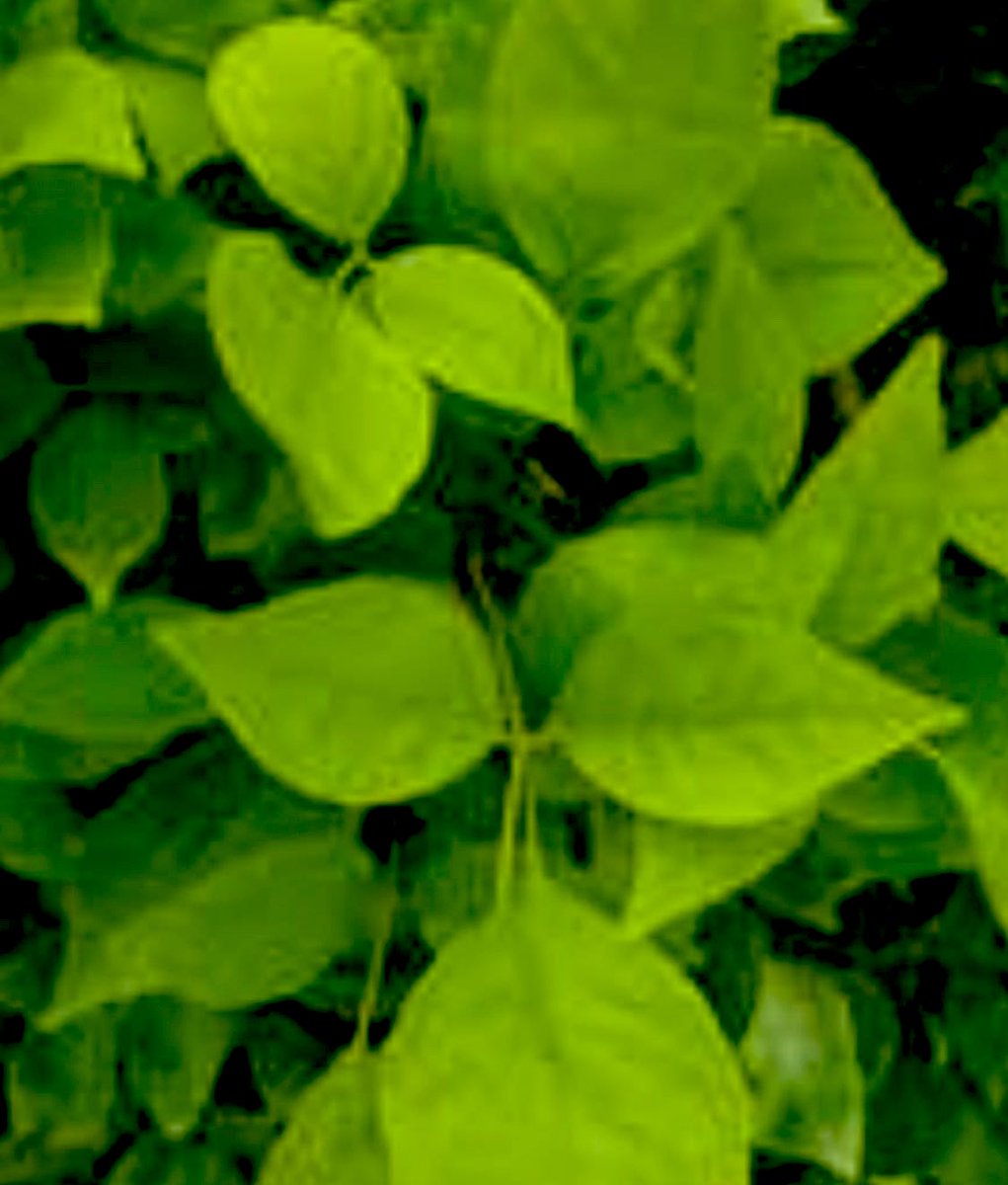 Ganesha utsav ki shubhkamnaen 🙏There are 21 types of leaves that are ...