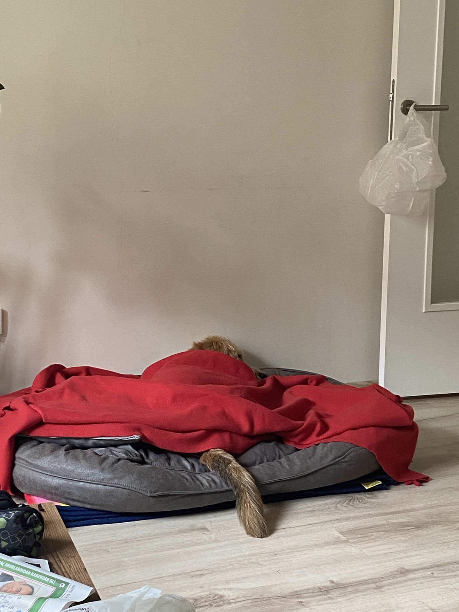 sunny bunny (@sunnykocakafa) / Twitter