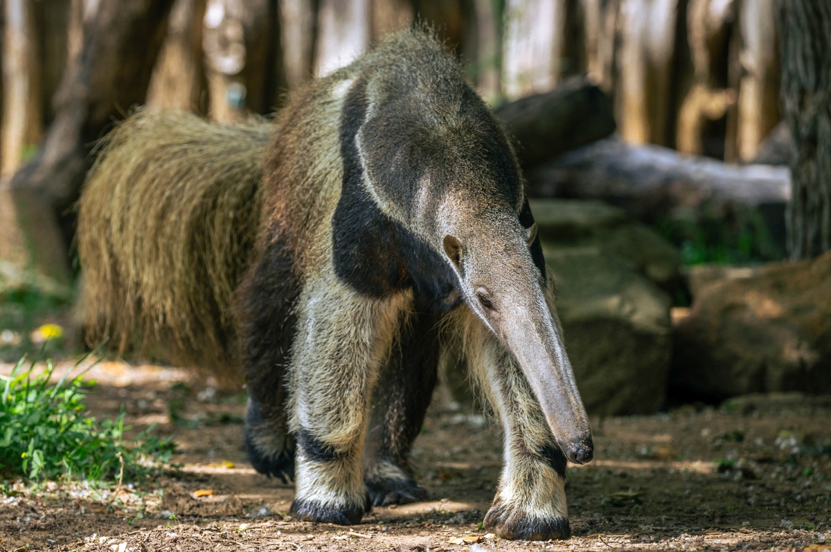 Giant Anteater Skull