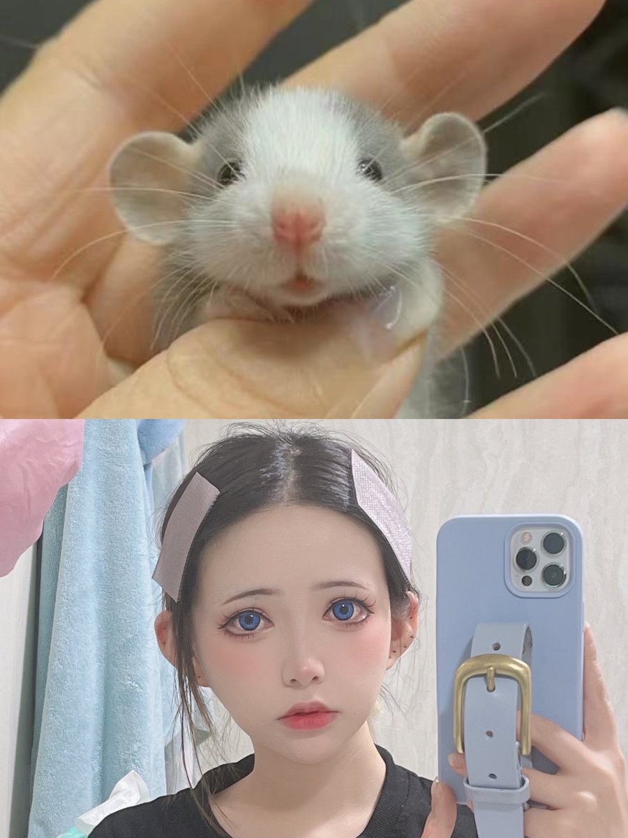 六二二同学(@sixtutu622 ):哈哈哈哈哈哈哈哈！！好像確實很像一個小耗子🐹 多可愛呀！