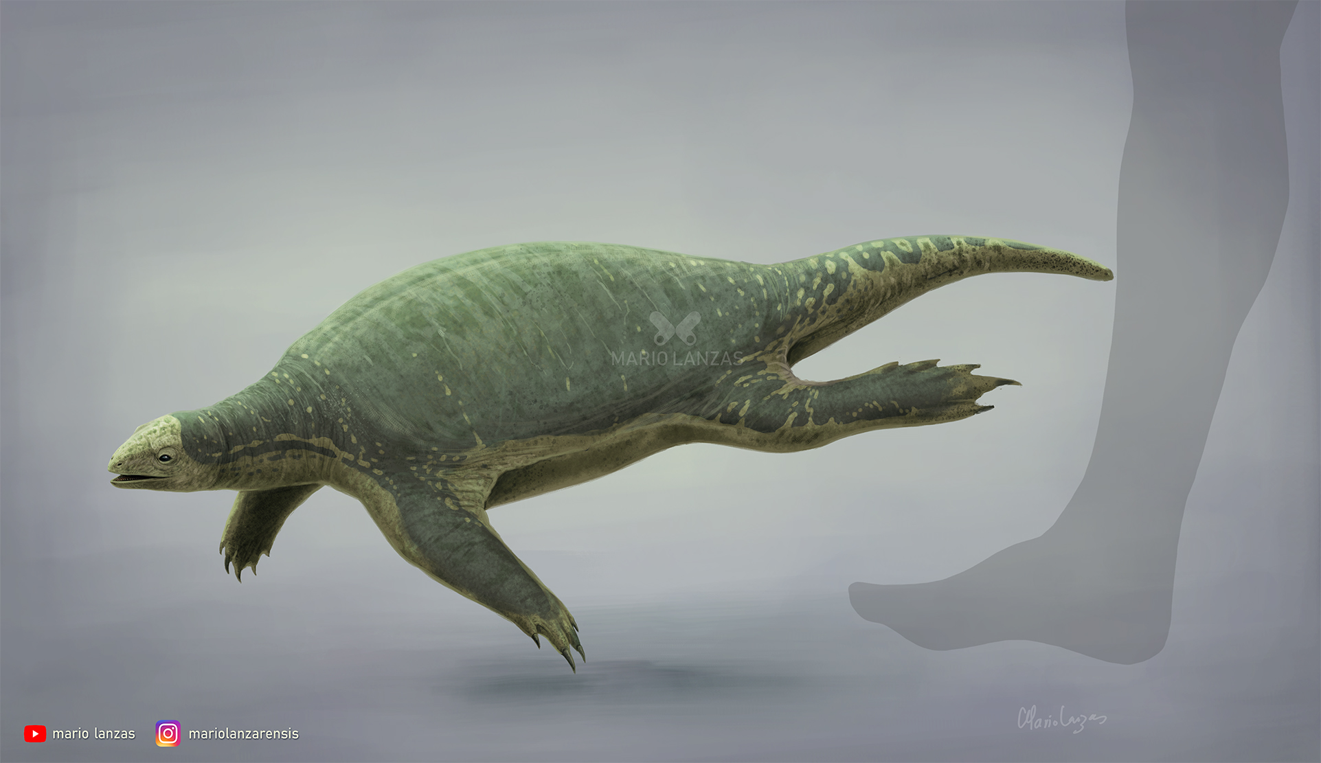 Odontochelys Triassic Turtle