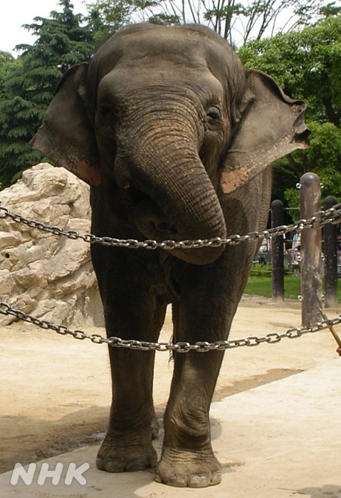 NHKごごカフェ on Twitter: "【ごごカフェ助】 アジアゾウ #ごごカフェ #nhk_radiru https://t.co/mAJFTfuzlW" / Twitter