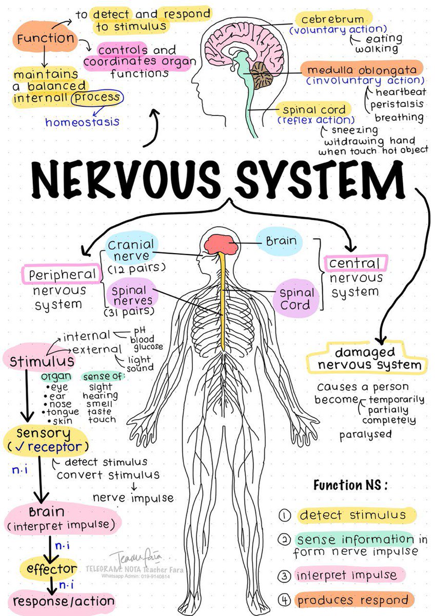 Stimulus Nervous System