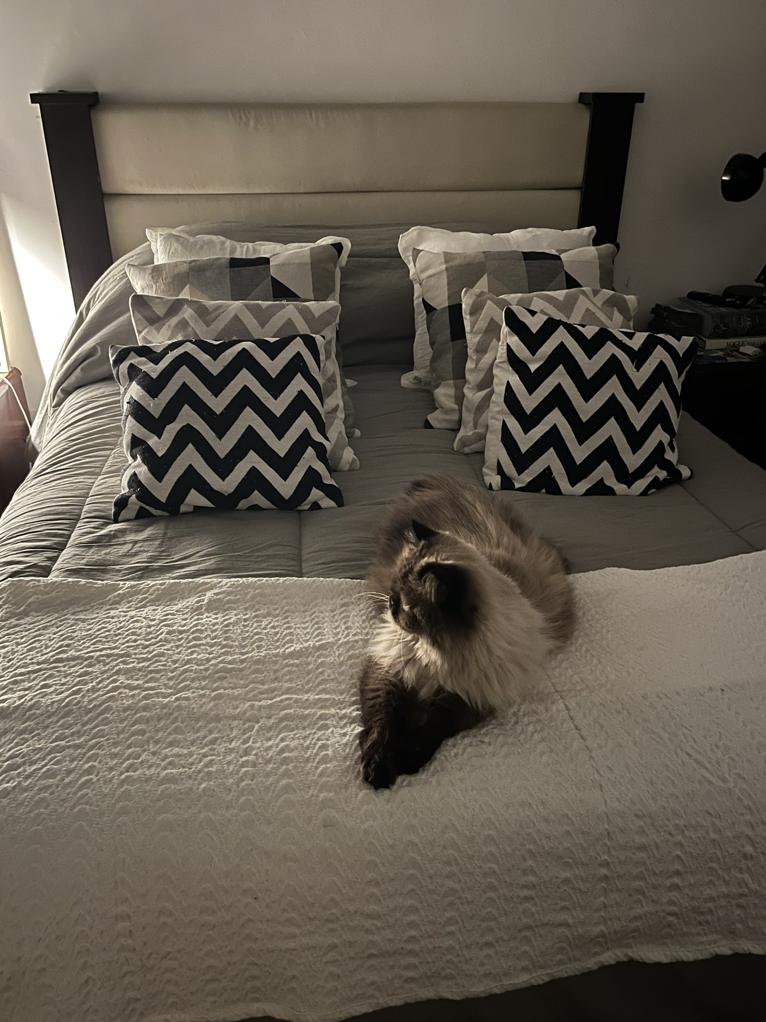 Super Pichón on Twitter: "Bue hace como media hora que estoy dando vueltas y no me acuesto solo ...