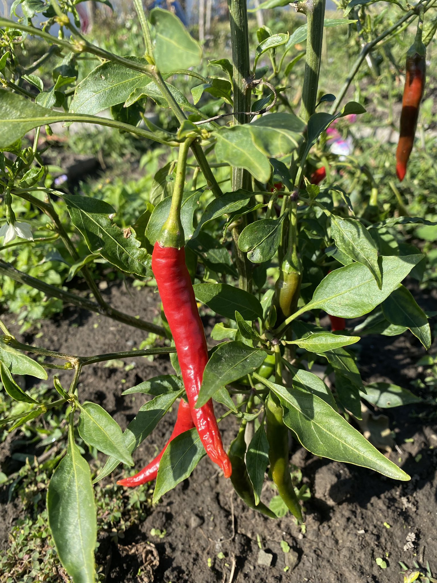 eMandulo (@eMandulo_) / Twitter