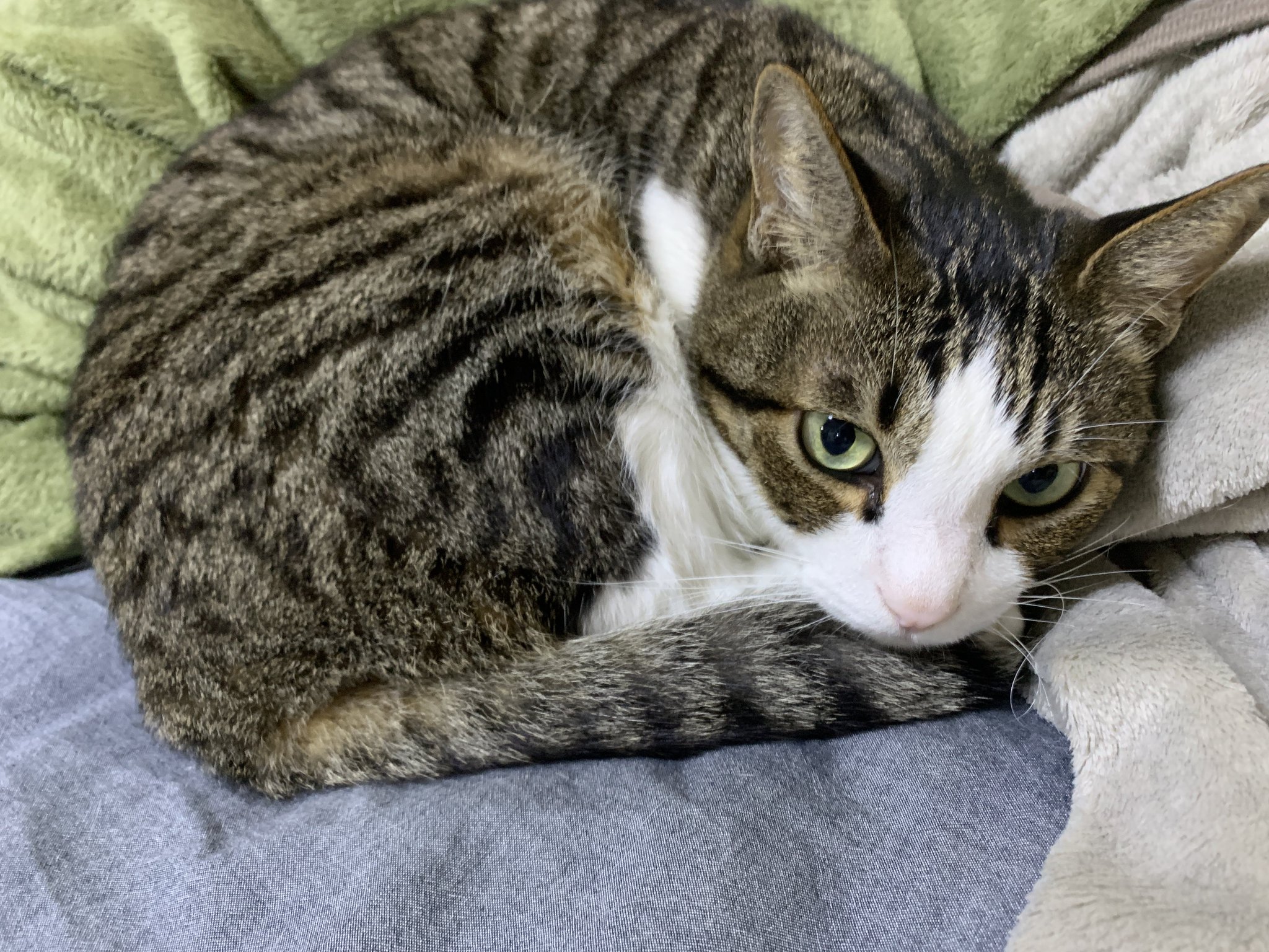 吉田輝和@4Gamerでも絵日記はじめました on Twitter: "ひじきキャットだけ奔放 https://t.co/1mLGtICozB" / Twitter