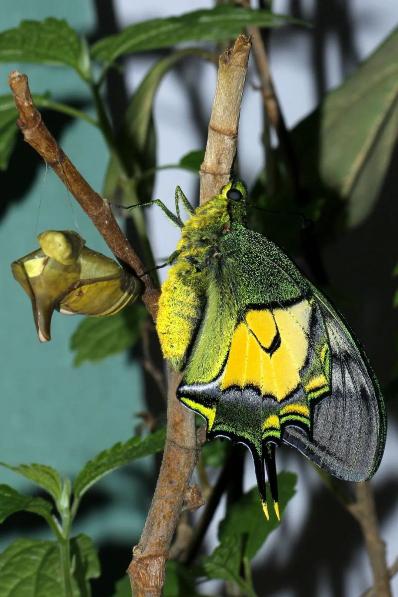 Chinese researchers have successfully bred two Golden Kaiser-hind ...