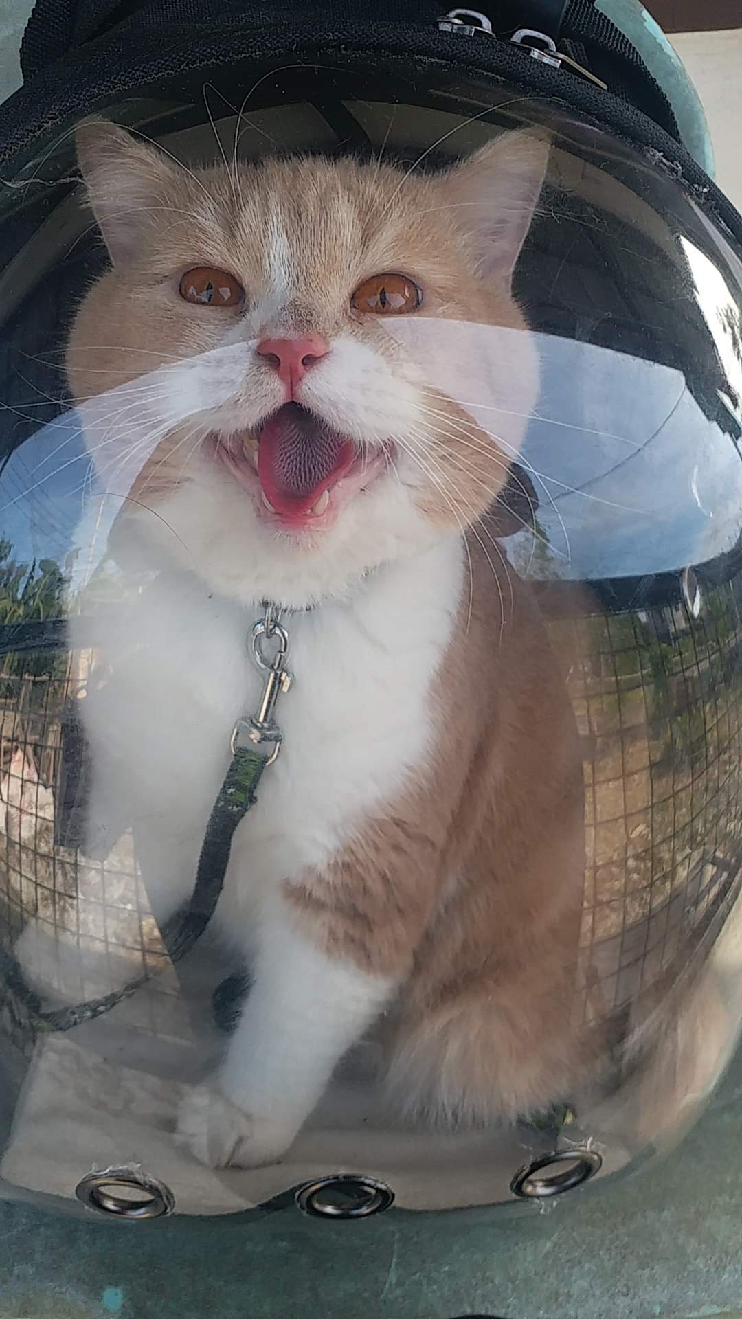 Chen | Tanod Republic on Twitter: "@AaronicStyle Hi from my baby "Chocnut" https://t.co ...