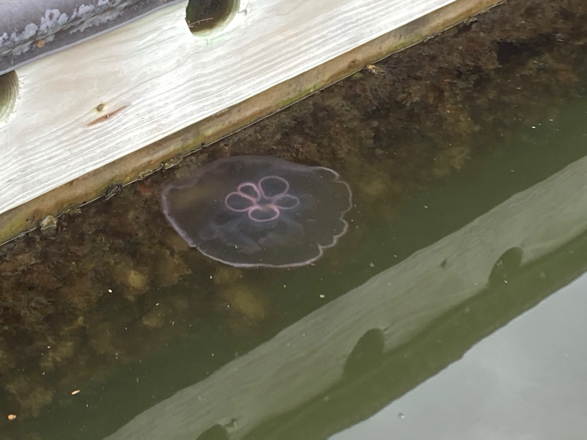 Bailey Steinworth on Twitter: "moon jelly with an extra gonad??? (those loops are gonads and ...