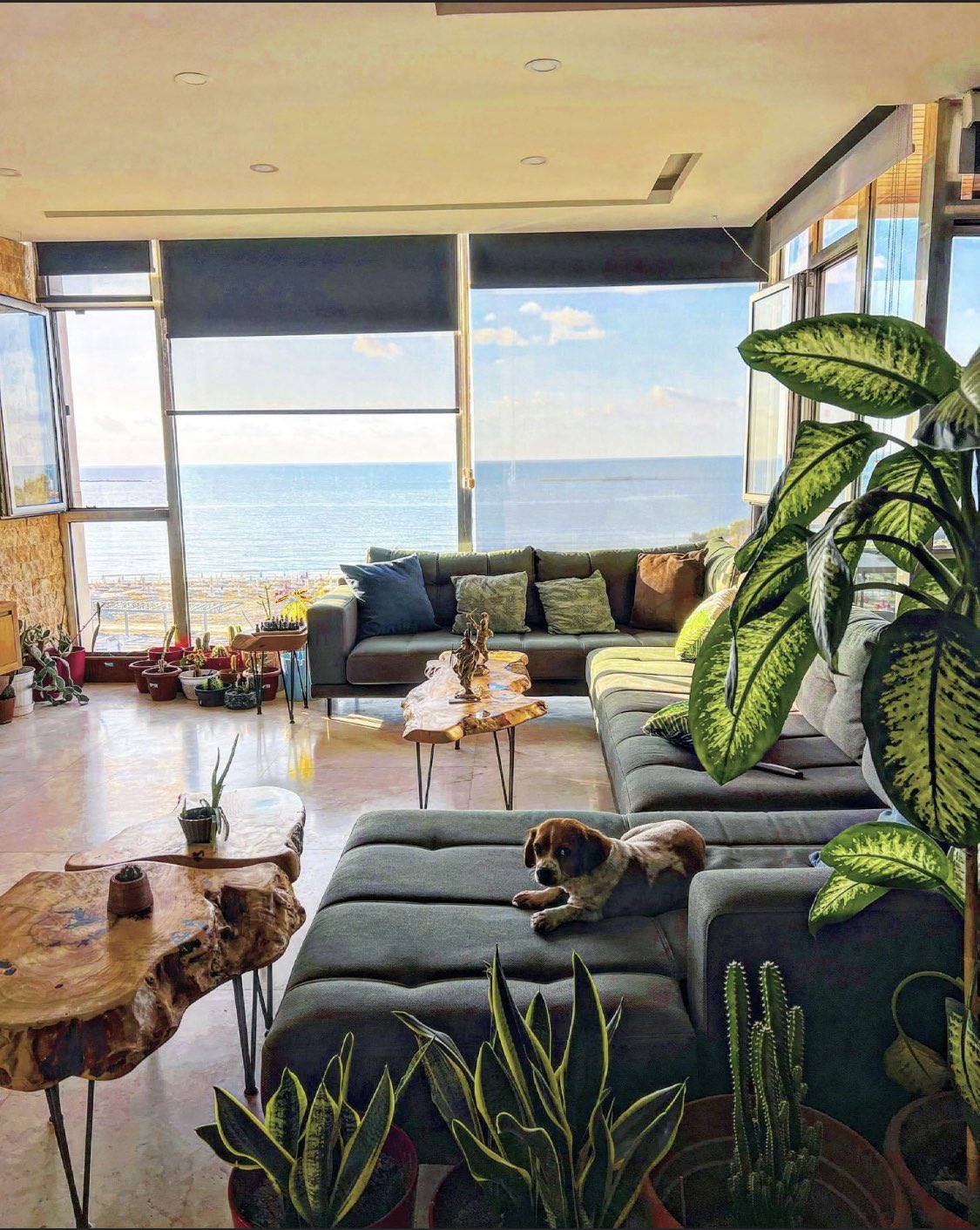 devran naz on Twitter: "Whats missing? #devnaz #pixi #FYP #dog #dogs #animal #animallove #kesfet ...