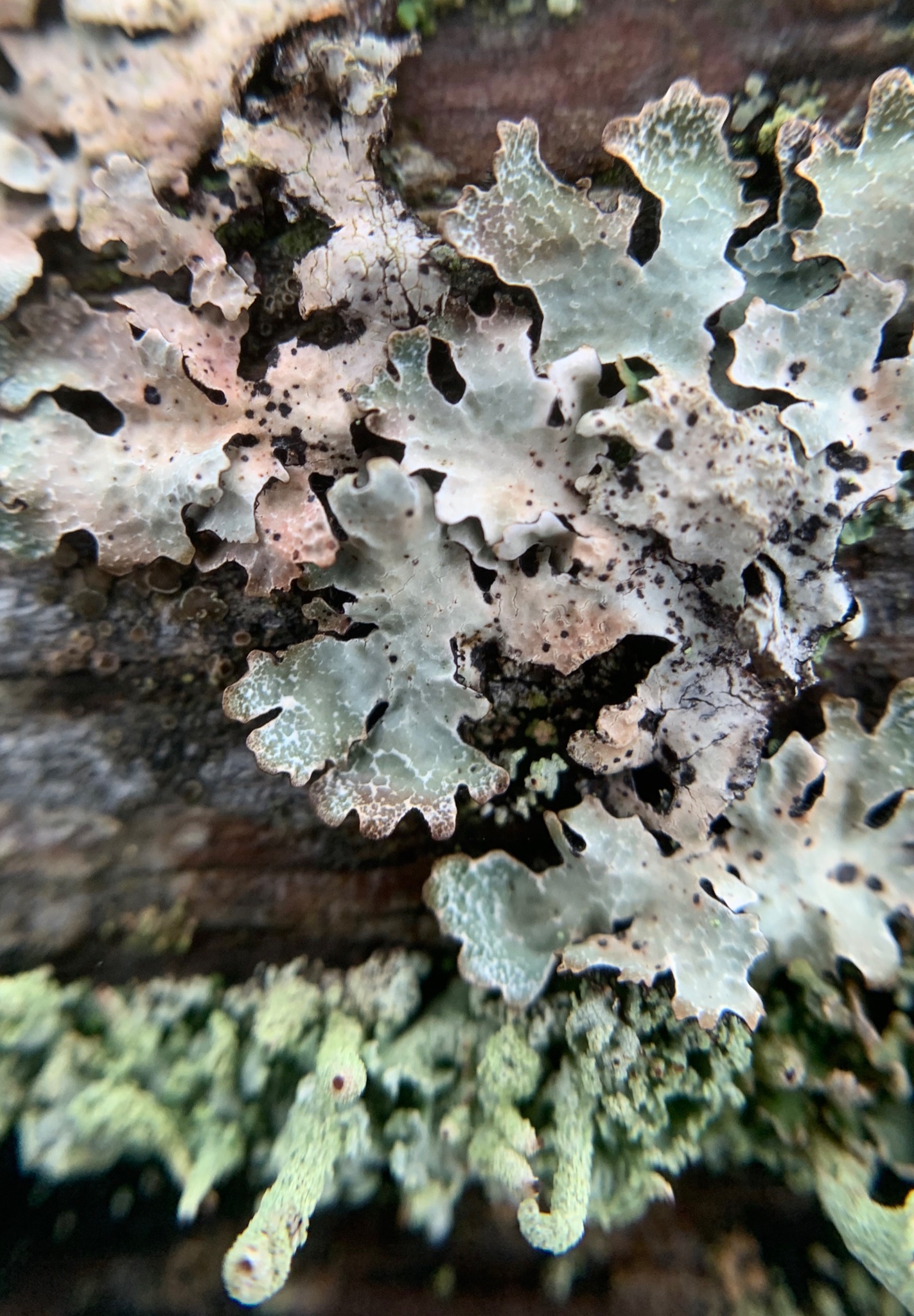 Alena Ebeling-Schuld (Owl & Bear Studio) on Twitter: "More bonus lichen pics: 🤩 https://t.co ...