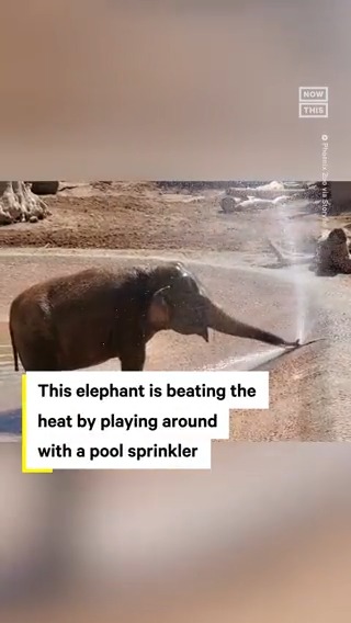 Animal ingenuity at its finest: Video from the Phoenix Zoo shows how ...