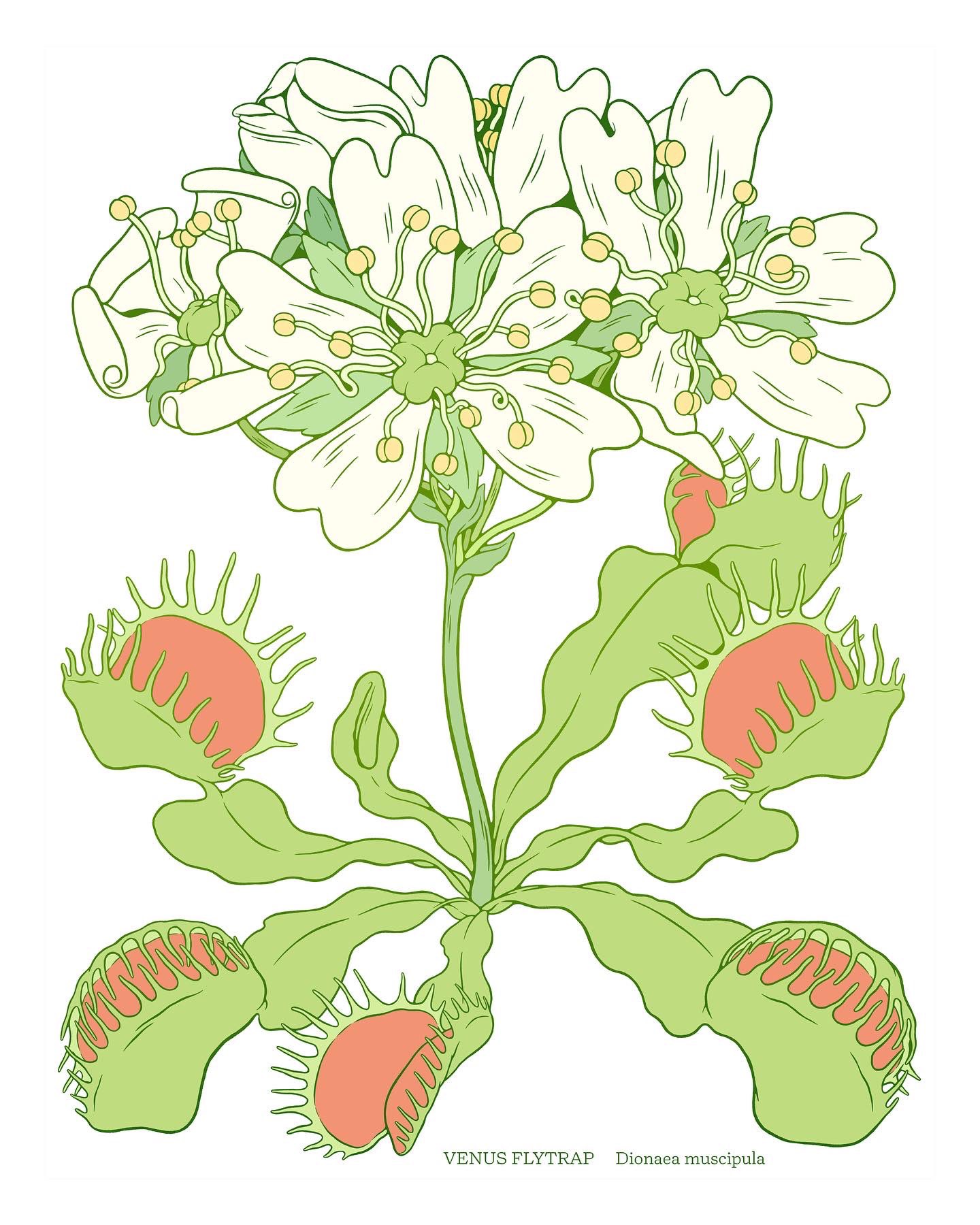 Venus Fly Trap Diagram